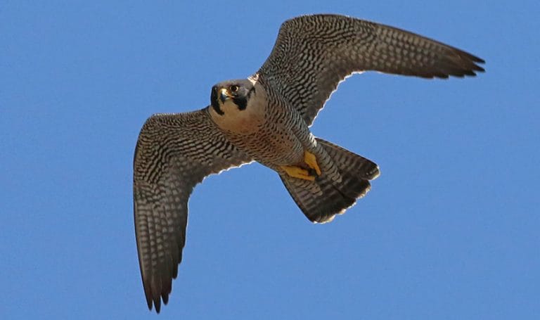 Falcon Facts, Types, Classification, Habitat, Diet, Adaptations, Pictures