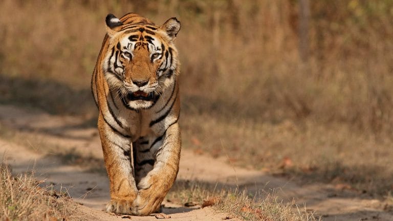 Tiger Facts, Types, Classification, Habitat, Diet, Adaptations, Pictures