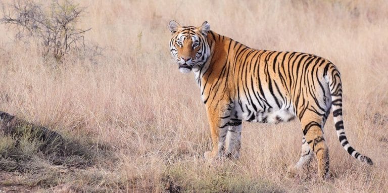 Tiger Facts, Types, Classification, Habitat, Diet, Adaptations, Pictures