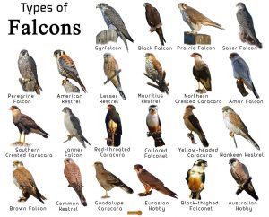 Falcon Facts, Types, Classification, Habitat, Diet, Adaptations, Pictures