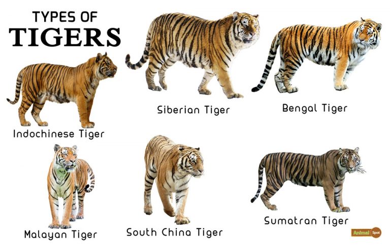 Tiger Facts Types Classification Habitat Diet Adaptations Pictures