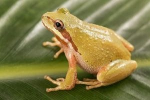 Frogs Facts, Types, Lifespan, Classification, Habitat, Pictures