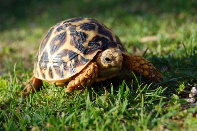 Tortoise Facts, Types, Classification, Habitat, Lifespan, Diet, Pictures