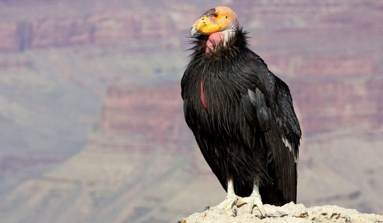 California Condor - Facts, Size, Wingspan, Habitat, Diet, Pictures