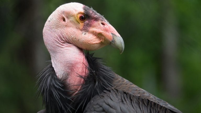 California Condor - Facts, Size, Wingspan, Habitat, Diet, Pictures