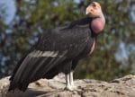 California Condor - Facts, Size, Wingspan, Habitat, Diet, Pictures