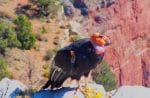 California Condor - Facts, Size, Wingspan, Habitat, Diet, Pictures