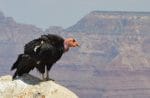 California Condor - Facts, Size, Wingspan, Habitat, Diet, Pictures