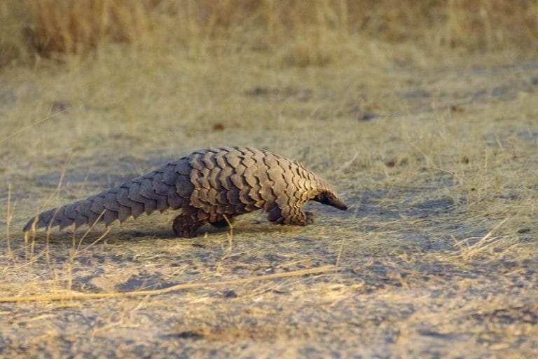 Giant Pangolin - Facts, Size, Habitat, Lifespan, Diet, Pictures