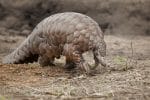 Giant Pangolin - Facts, Size, Habitat, Lifespan, Diet, Pictures