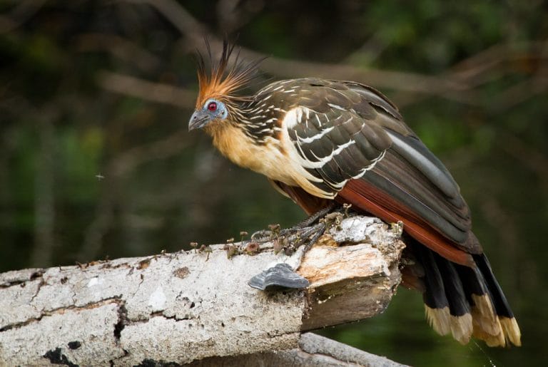 Hoatzin - Facts, Habitat, Diet, Adaptations, Pictures, and More