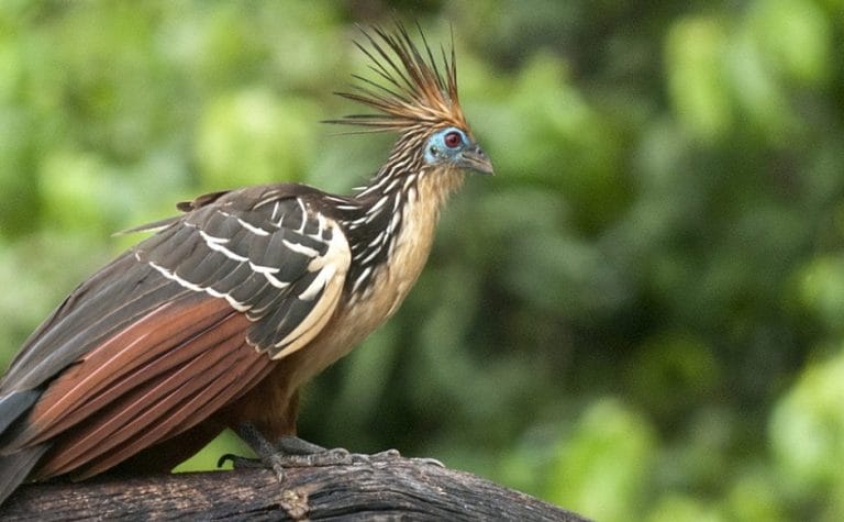Hoatzin - Facts, Habitat, Diet, Adaptations, Pictures, and More