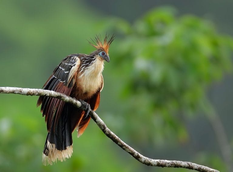 Hoatzin - Facts, Habitat, Diet, Adaptations, Pictures, and More