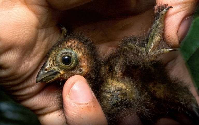 Hoatzin - Facts, Habitat, Diet, Adaptations, Pictures, and More