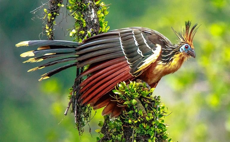 Hoatzin - Facts, Habitat, Diet, Adaptations, Pictures, and More