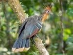 Hoatzin - Facts, Habitat, Diet, Adaptations, Pictures, and More