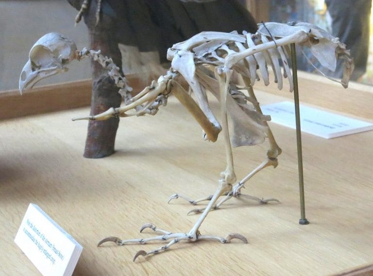 Hoatzin - Facts, Habitat, Diet, Adaptations, Pictures, and More