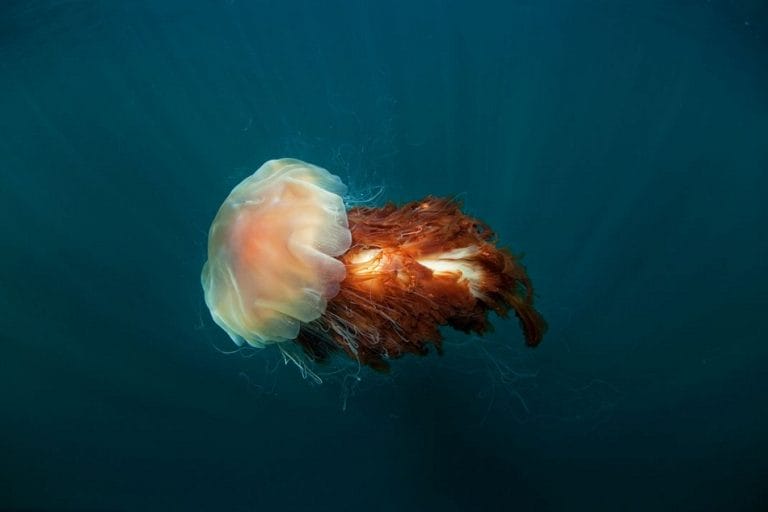 Jellyfish Facts, Types, Classification, Habitat, Diet, Adaptations