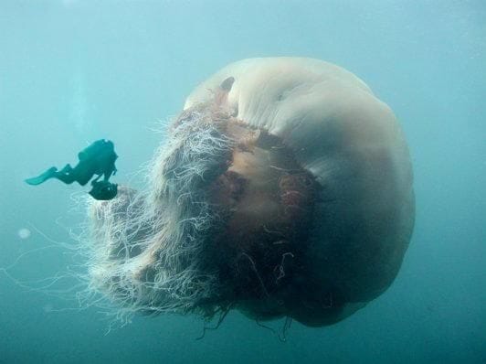 Lion’s Mane Jellyfish - Facts, Size, Weight, Lifespan, Pictures