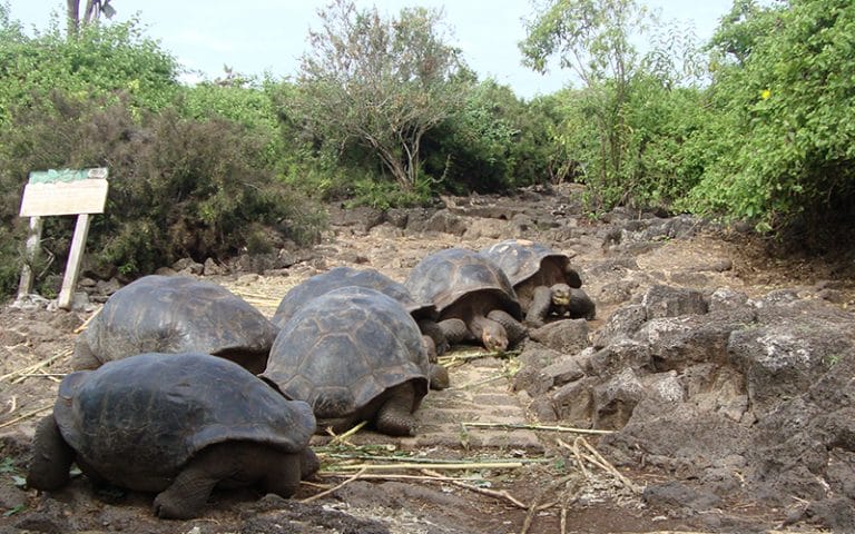 Tortoise Facts, Types, Classification, Habitat, Lifespan, Diet, Pictures