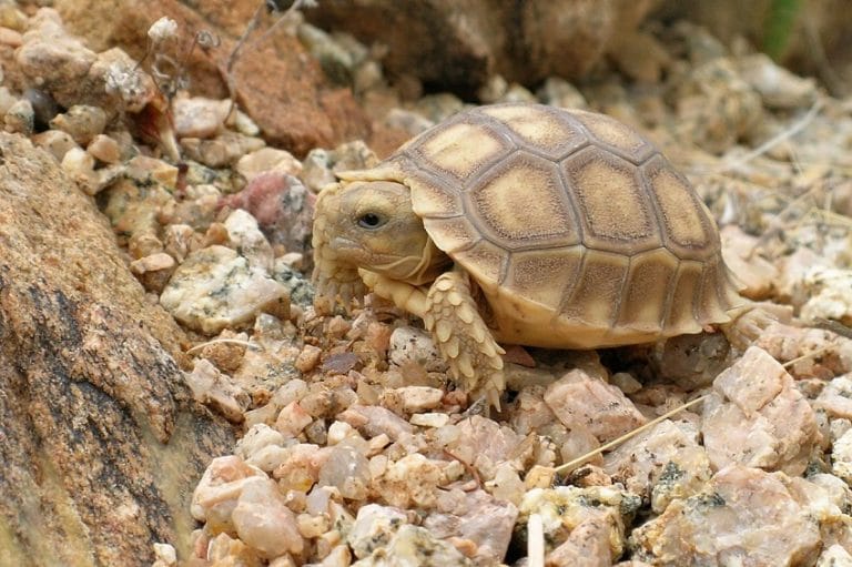 Tortoise Facts, Types, Classification, Habitat, Lifespan, Diet, Pictures