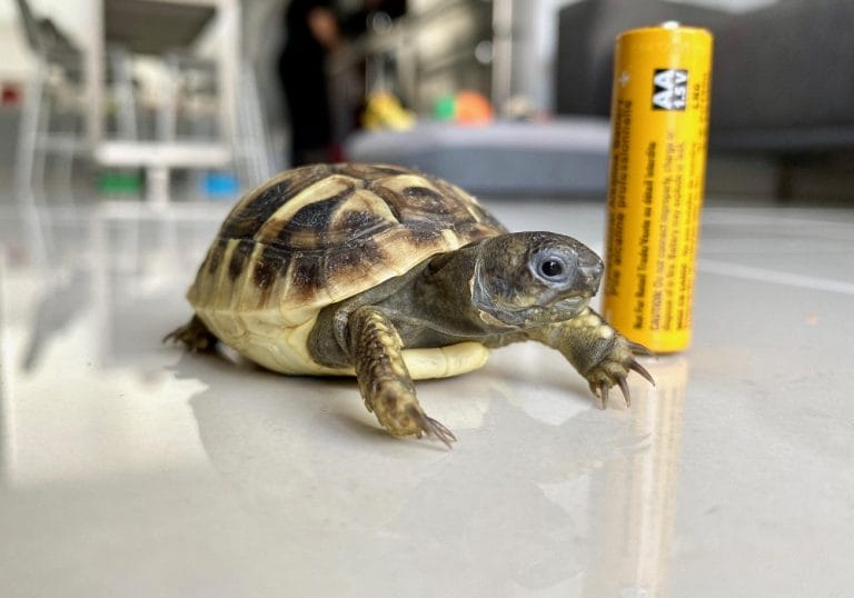 Hermann’s Tortoise - Facts, Size, Habitat, Lifespan, Pictures