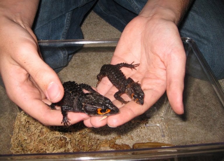 Crocodile Skink - Facts, Size, Lifespan, Habitat, Diet, Pictures