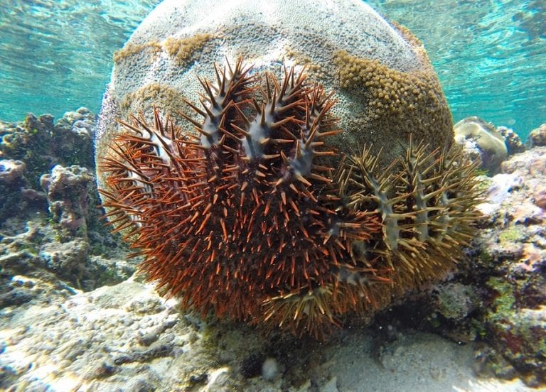 Crown-of-Thorns Starfish - Facts, Habitat, Predators, Pictures