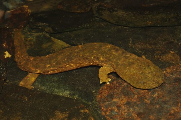 Hellbender Salamander - Facts, Size, Habitat, Diet, Pictures