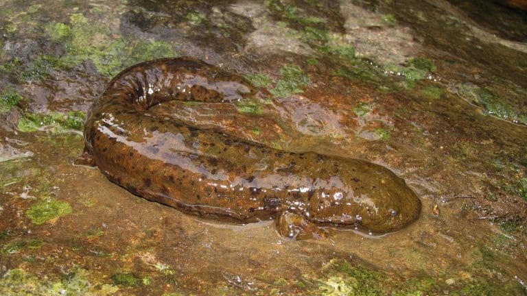 Hellbender Salamander - Facts, Size, Habitat, Diet, Pictures