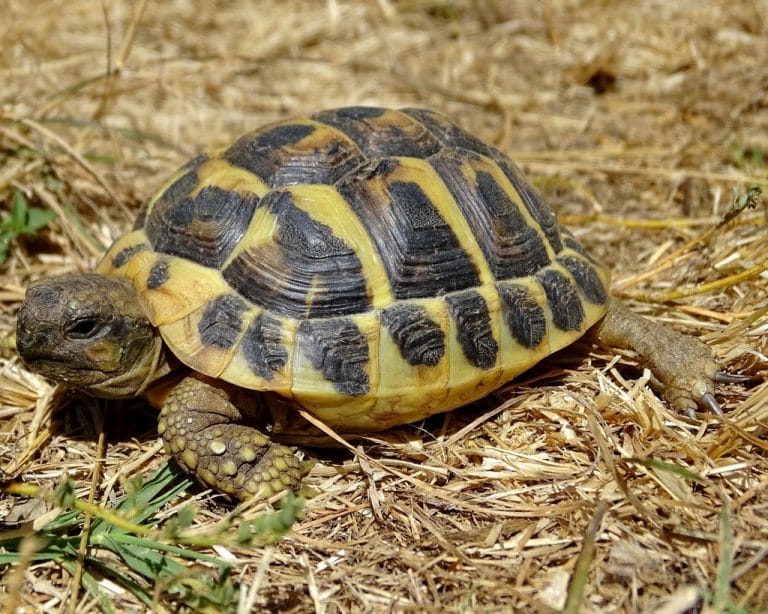 Hermann’s Tortoise - Facts, Size, Habitat, Lifespan, Pictures