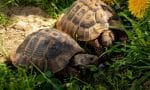 Hermann’s Tortoise - Facts, Size, Habitat, Lifespan, Pictures