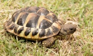 Hermann’s Tortoise - Facts, Size, Habitat, Lifespan, Pictures
