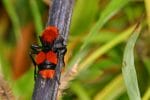Red Velvet Ant - Facts, Sting, Size, Habitat, Lifespan, Pictures