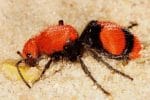 Red Velvet Ant - Facts, Sting, Size, Habitat, Lifespan, Pictures
