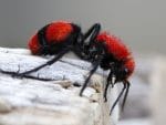 Red Velvet Ant - Facts, Sting, Size, Habitat, Lifespan, Pictures