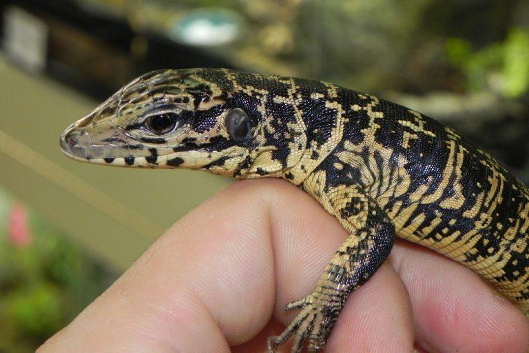 Gold Tegu - Facts, Size, Habitat, Lifespan, Diet, Pictures, and More