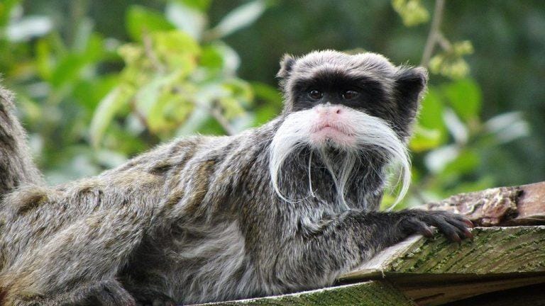 Emperor Tamarin - Facts, Habitat, Lifespan, Predators, Pictures, and More