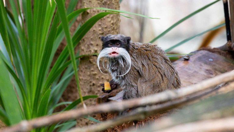 Emperor Tamarin - Facts, Habitat, Lifespan, Predators, Pictures, and More