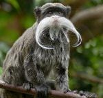 African Animals List, Facts, Conservation Status, Pictures