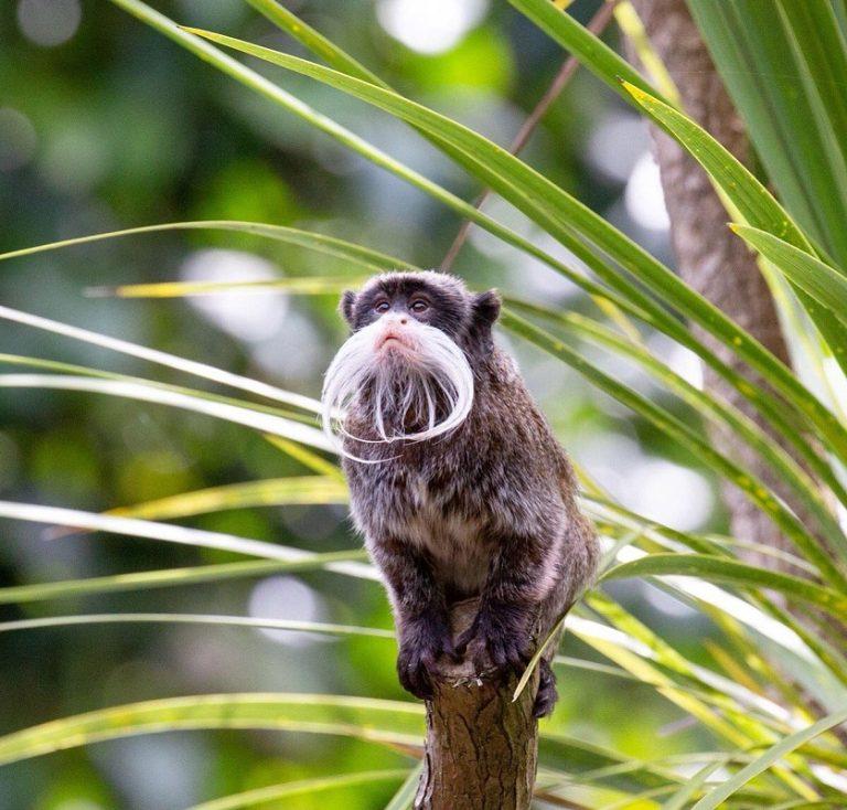 Emperor Tamarin - Facts, Habitat, Lifespan, Predators, Pictures, and More