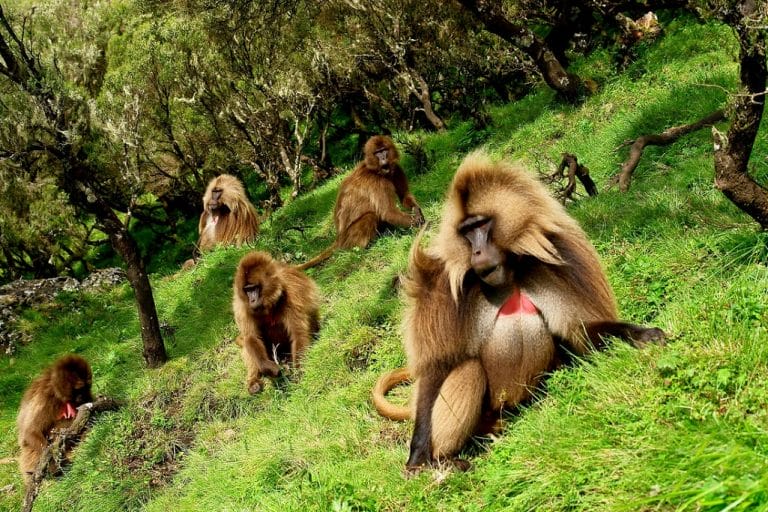 Gelada Baboon - Facts, Habitat, Behavior, Lip Flip, Pictures