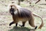 Gelada Baboon - Facts, Habitat, Behavior, Lip Flip, Pictures