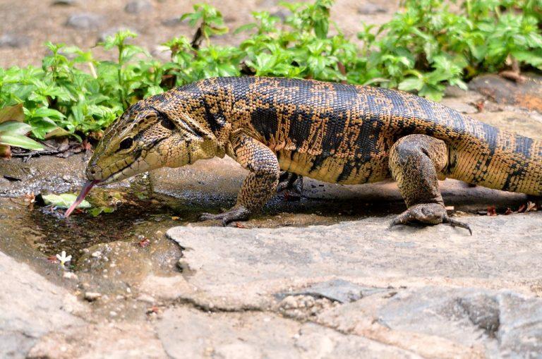 Gold Tegu - Facts, Size, Habitat, Lifespan, Diet, Pictures, and More