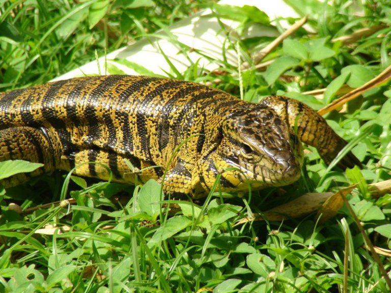 Argentine Red Tegu Lizard - Facts, Habitat, Diet, Pictures, and More