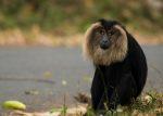Lion-Tailed Macaque - Facts, Habitat, Adaptations, Pictures, and More