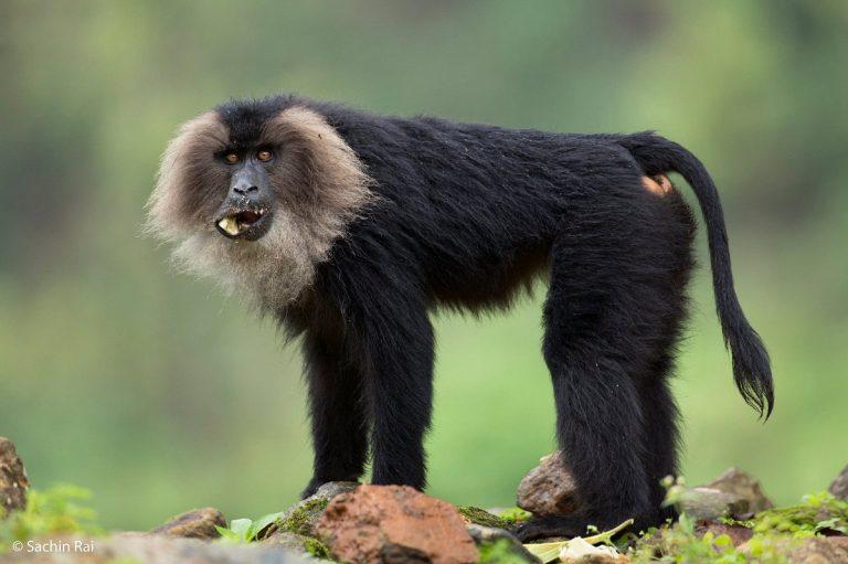 Lion-Tailed Macaque - Facts, Habitat, Adaptations, Pictures, and More