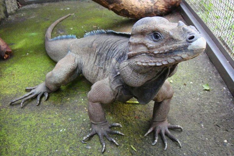 Iguana Facts, Types, Diet, Reproduction, Classification, Pictures