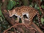 Margay Cat - Facts, Size, Habitat, Diet, Kitten, Pictures