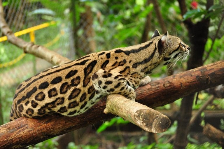 Margay Cat - Facts, Size, Habitat, Diet, Kitten, Pictures